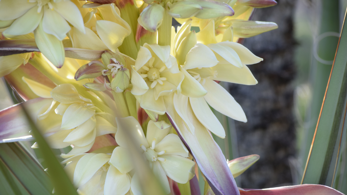 les-alizes-dixie-and-grace_1200x630.png?v=1673028167